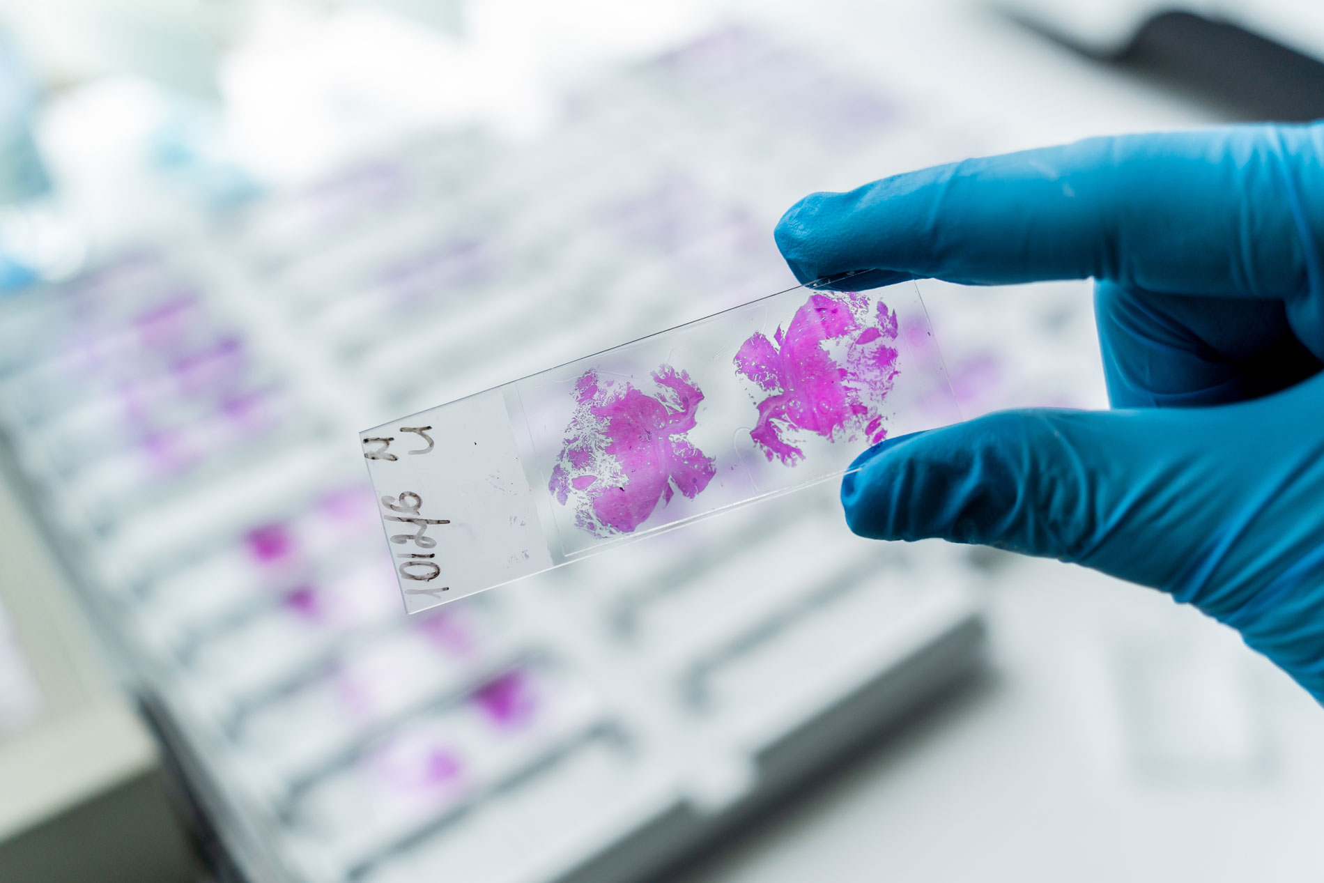 BioAssays in vivo - Texcell